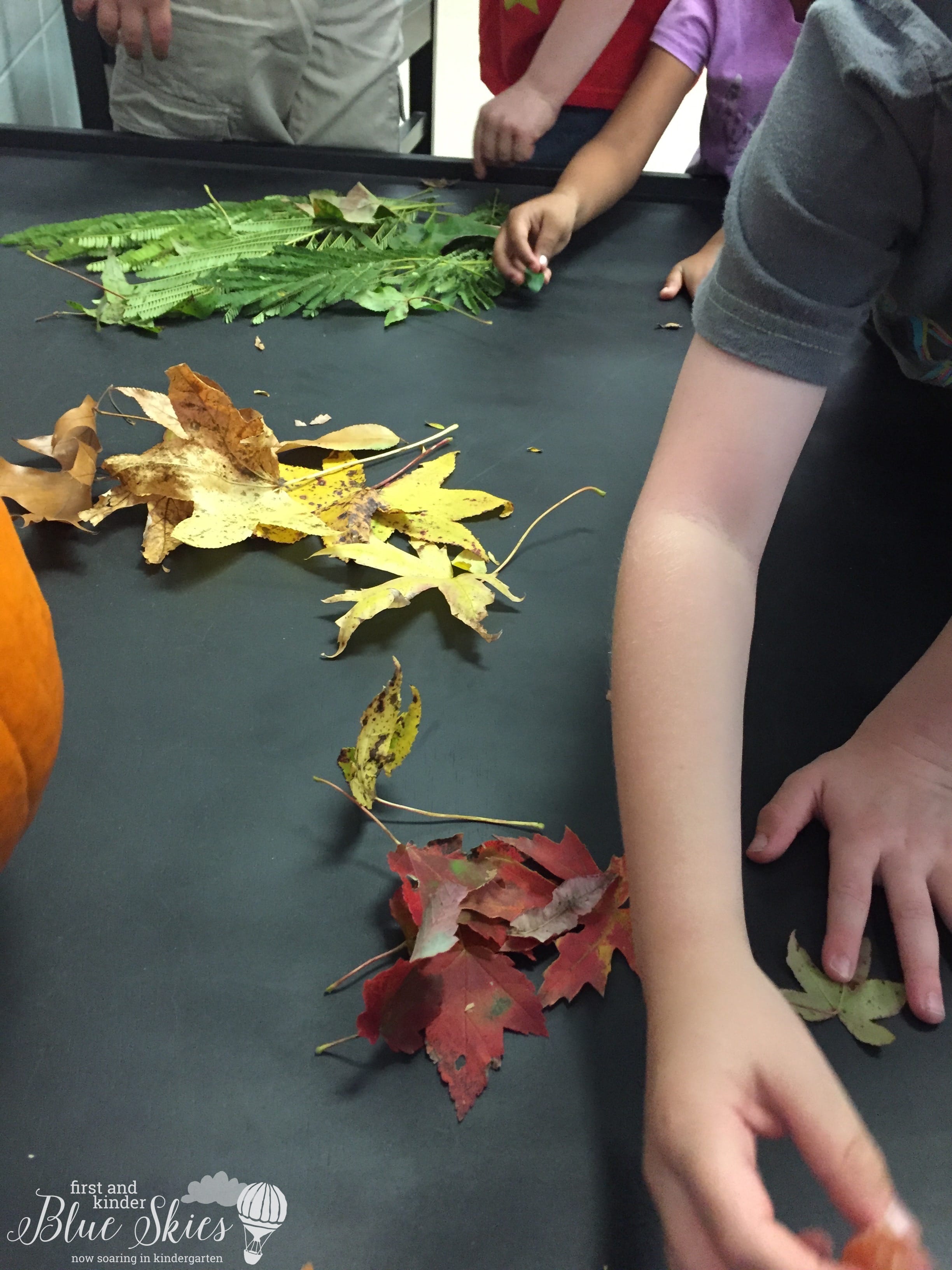 Leaf Hunt and a Contest from Scholastic : Blue Skies with Jennifer White